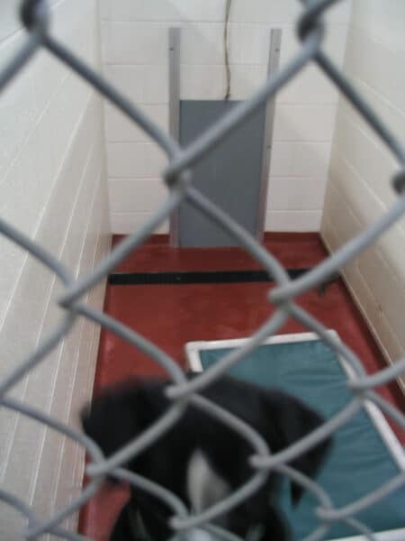 Trench Drains for Kennels, Animal Hospitals, Or Vet Clinics I USA I ...